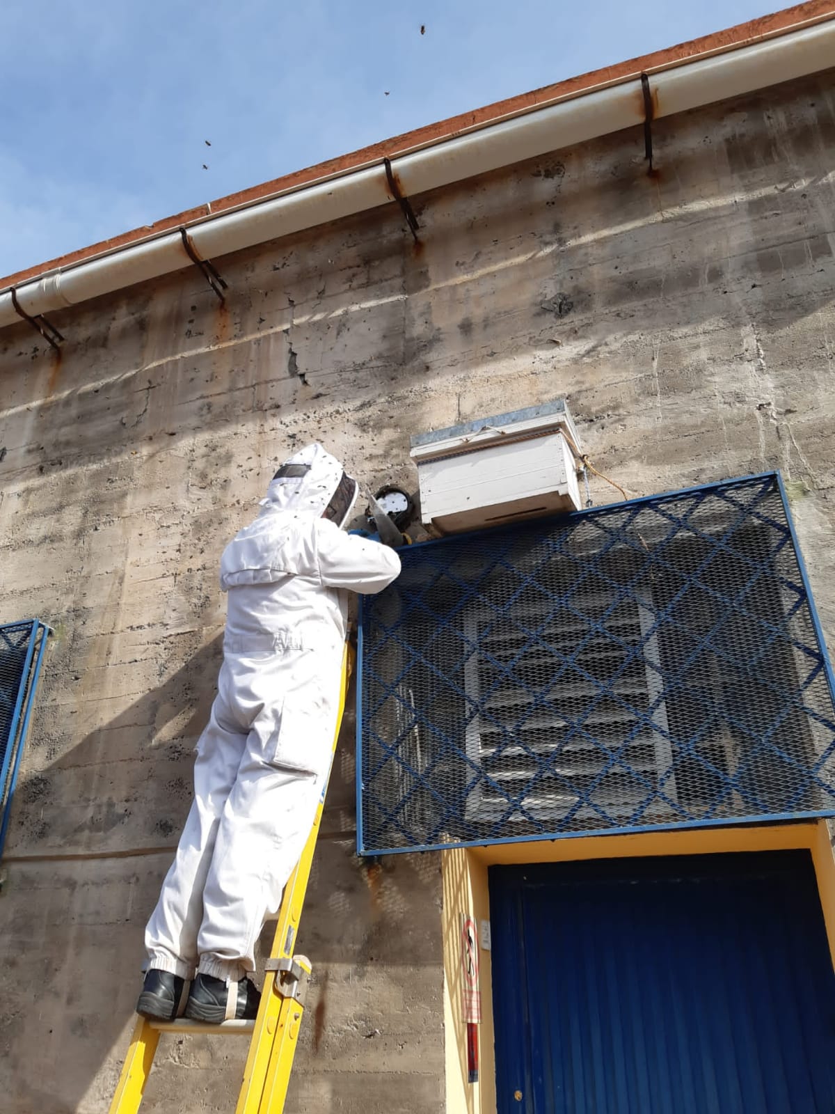 Fernando Marrero, el hombre que susurraba a las abejas