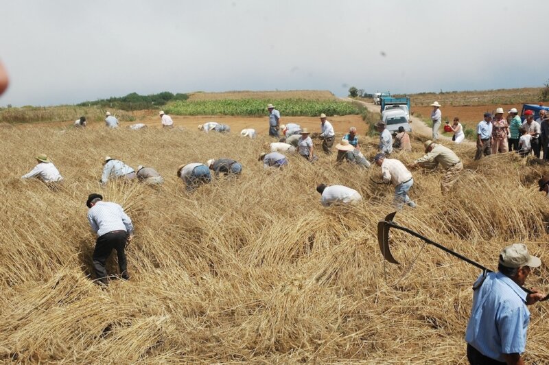 Icod el Alto acoge este domingo el Encuentro de Siega Tradicional