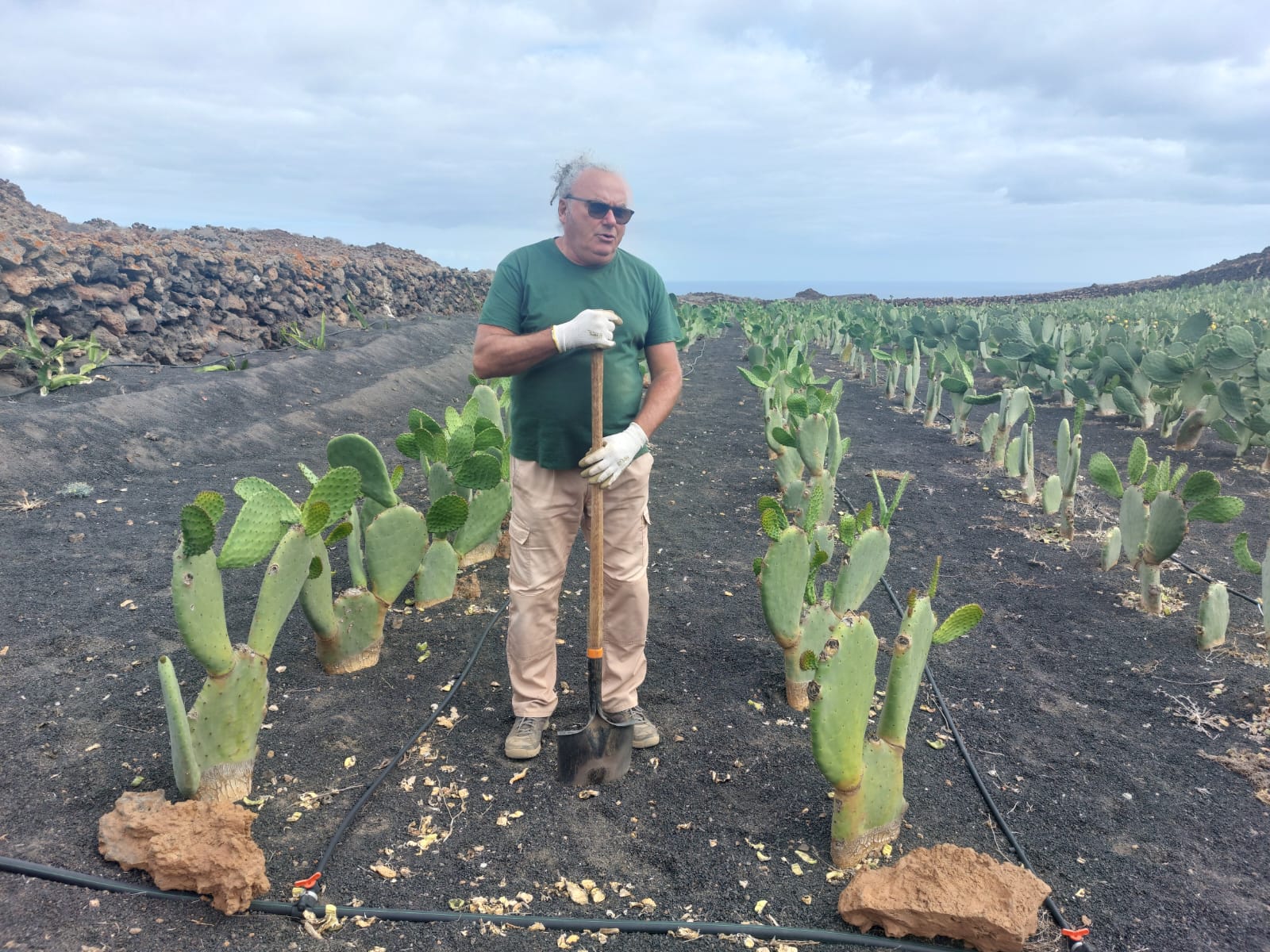 El cultivo de la tunera se reinventa