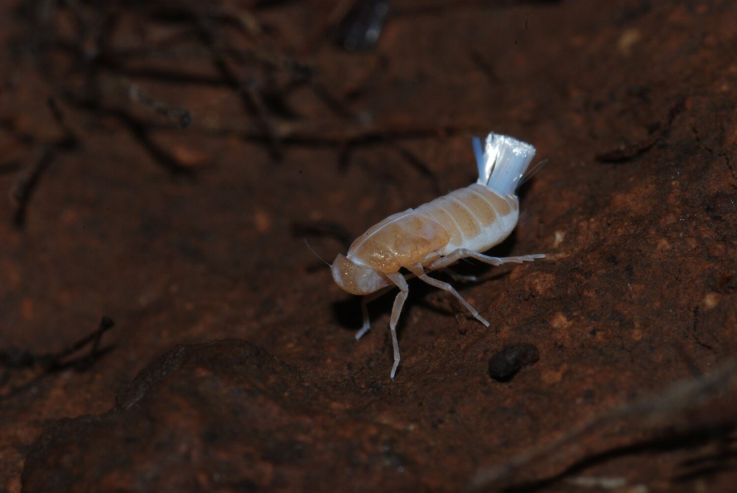 Descubiertas cuatro nuevas especies de chicharritas subterráneas