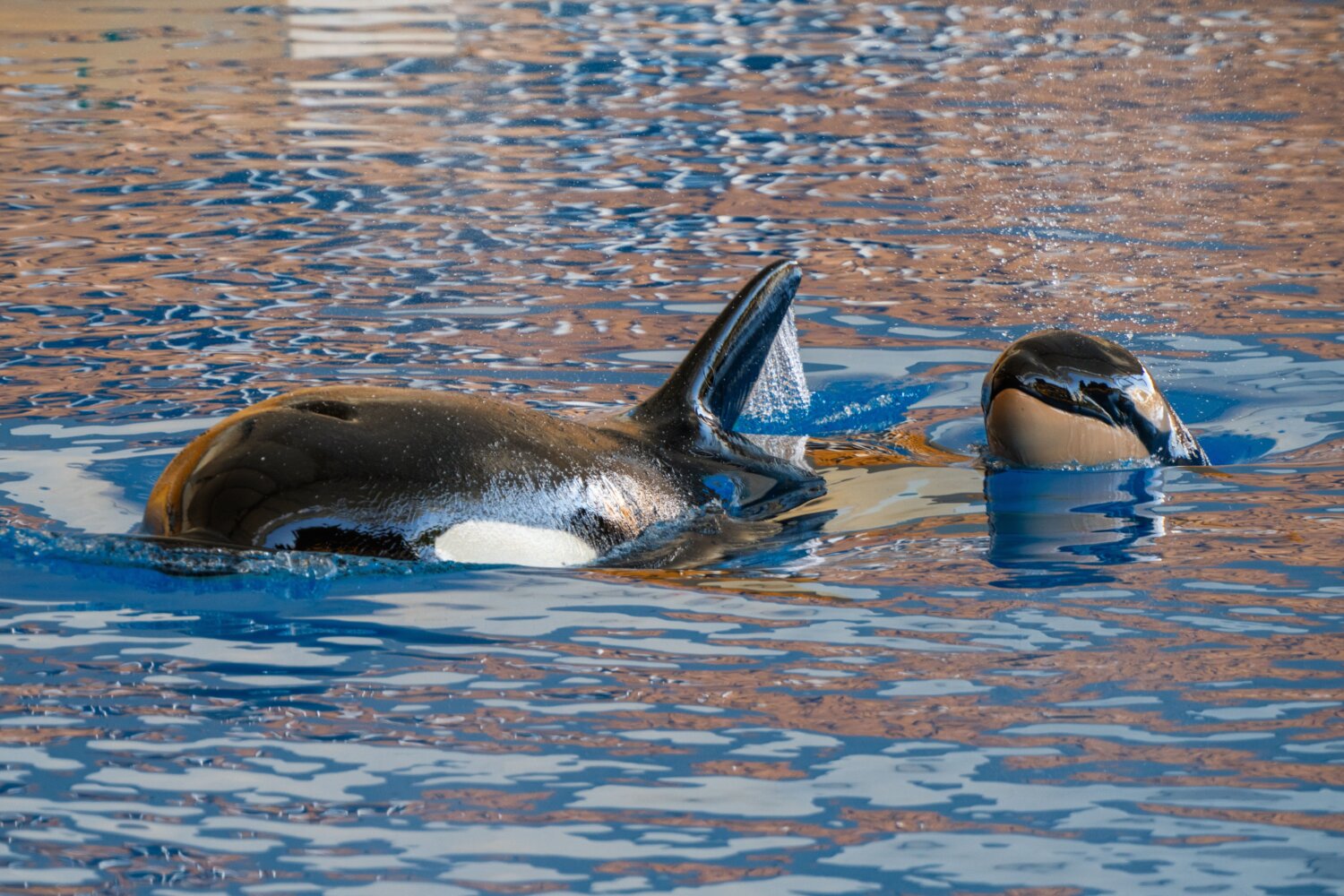 Nace una cría de la orca Morgan en el Loro Parque