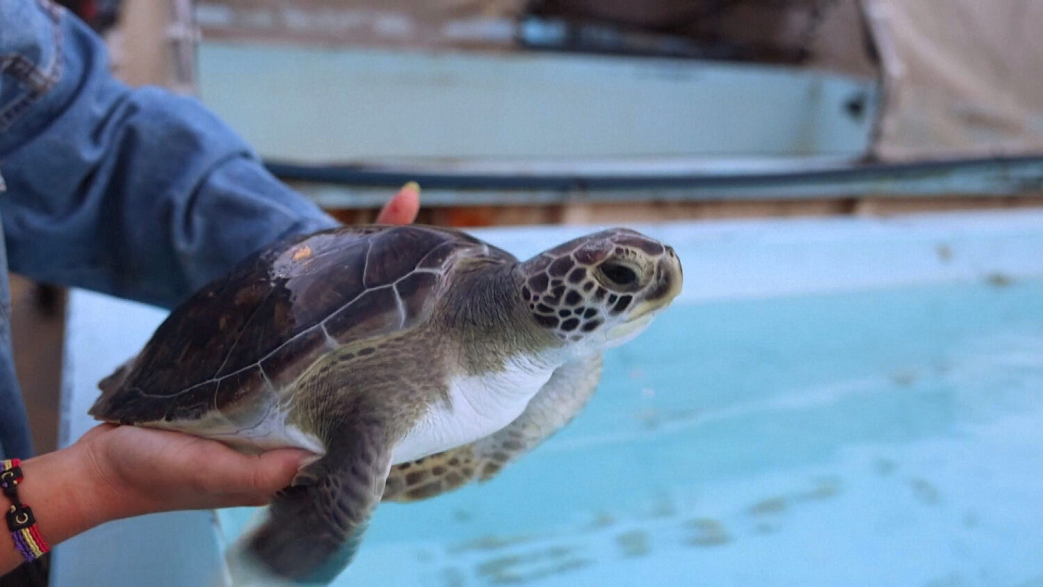 Una tortuga de Irlanda se muda a Melenara